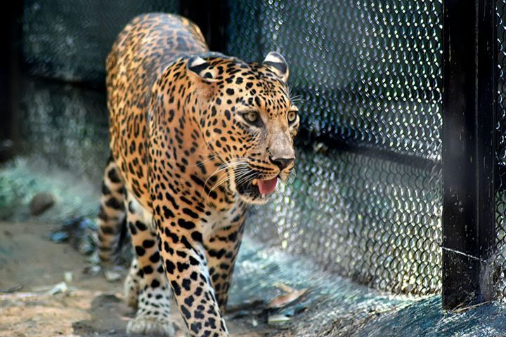 Dangerous animals: simple moves that save lives
