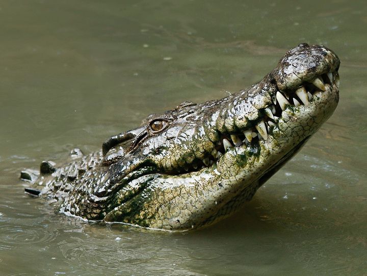 Dangerous animals: simple moves that save lives