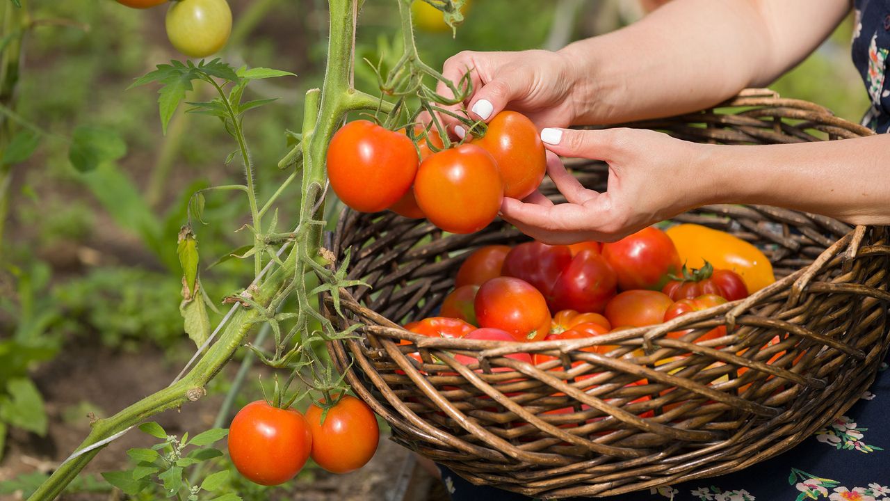 This lesser-known gardening hack could give your tomato plants a boost