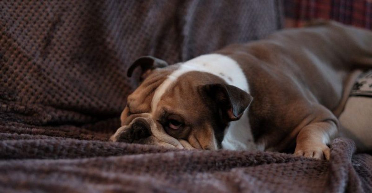 These 11 laid-back dog breeds were made for sofa life