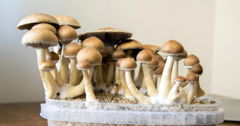 Study: As many as 8 million Americans have used psilocybin