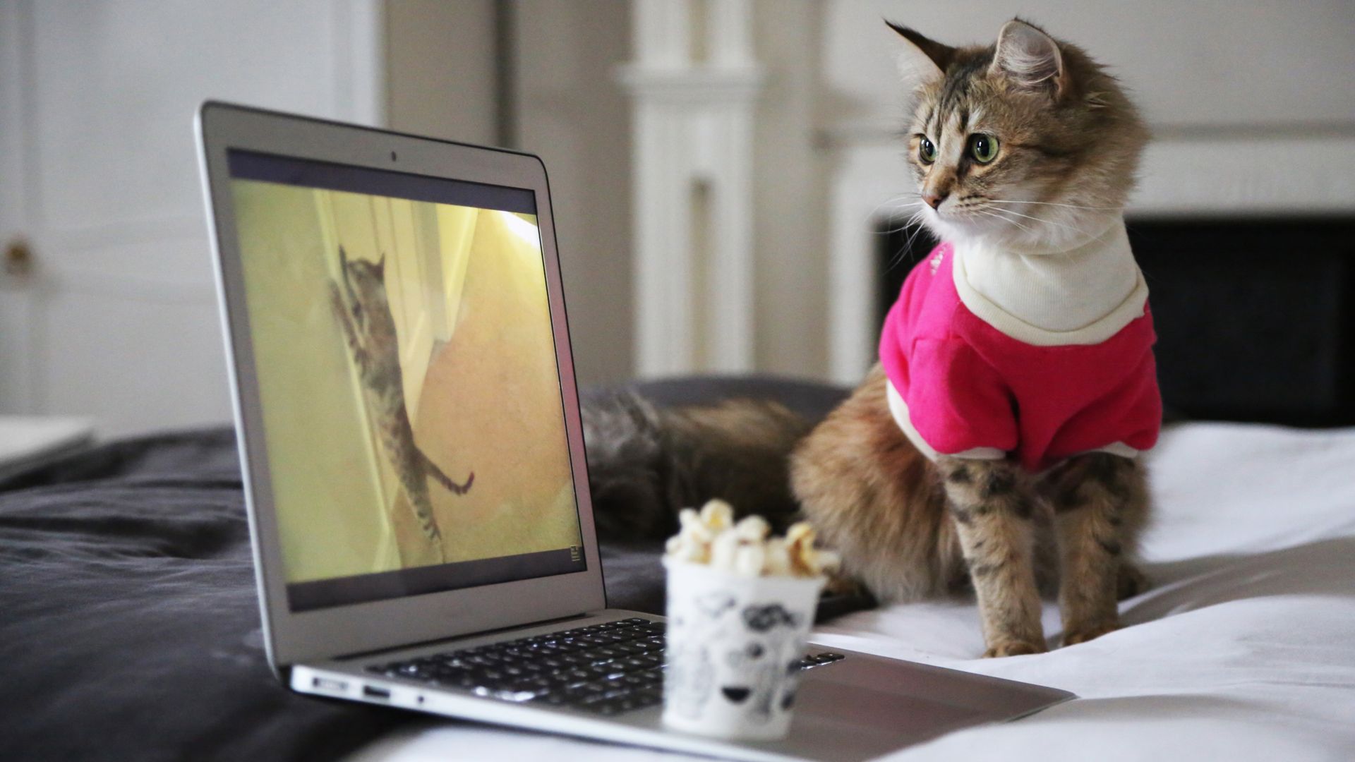 If I could be a cat for a day, here’s what I’d do (and I think you ...