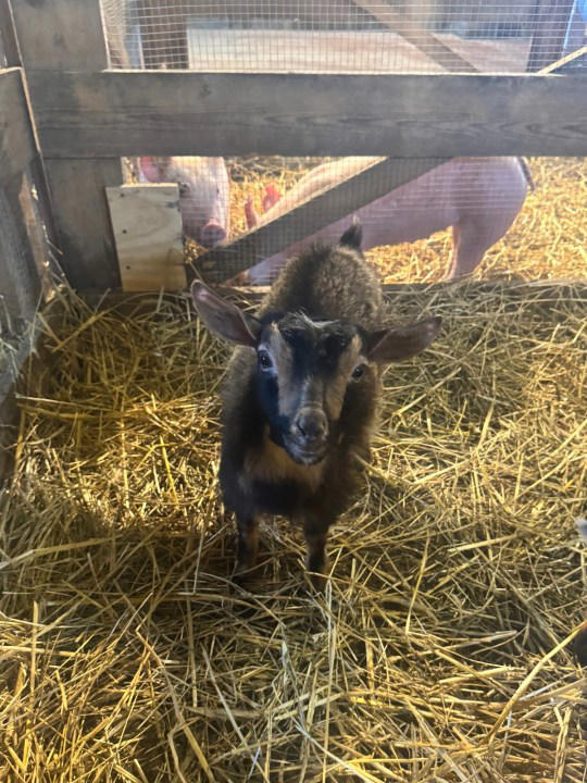 Indian Ladder Farms names new baby animals