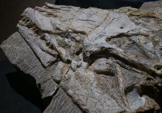 ¿Cuál es esta especie de dinosaurio recién descubierta, aún más grande ...