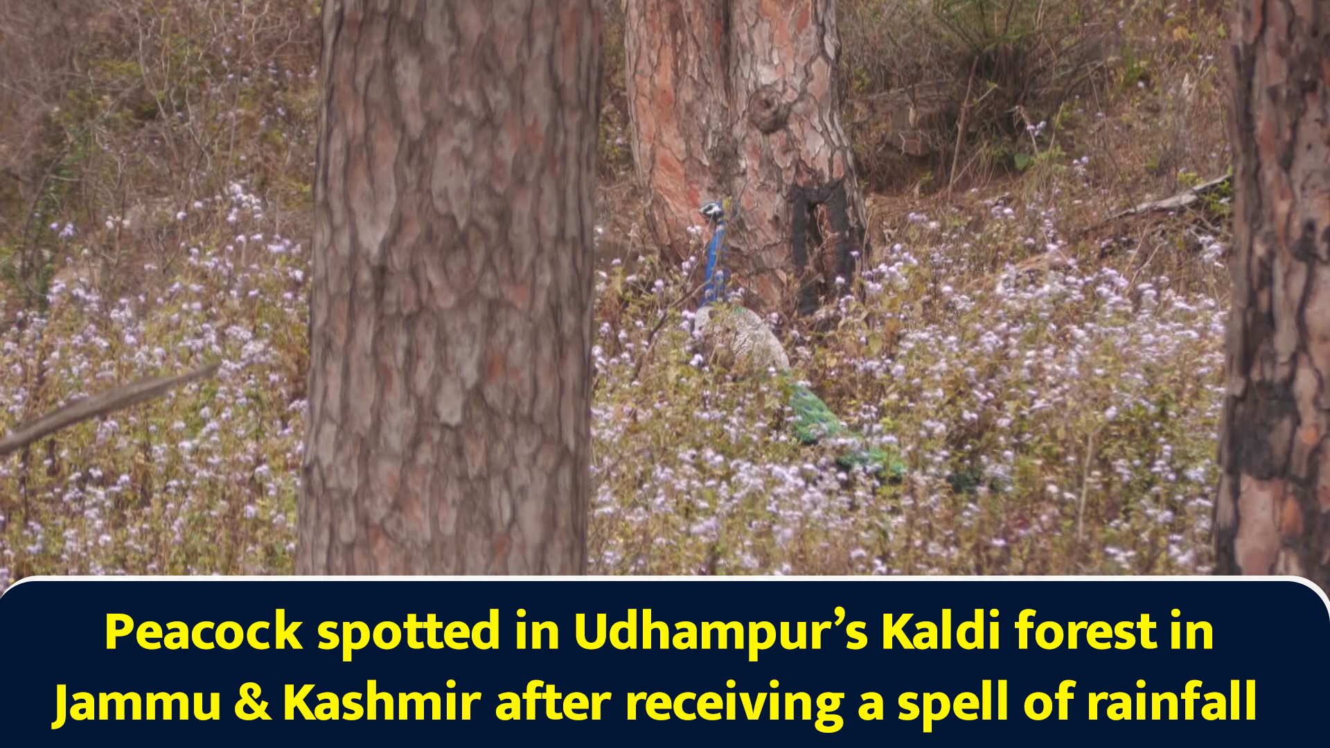 Peacock spotted in Udhampur’s Kaldi forest in Jammu & Kashmir after ...