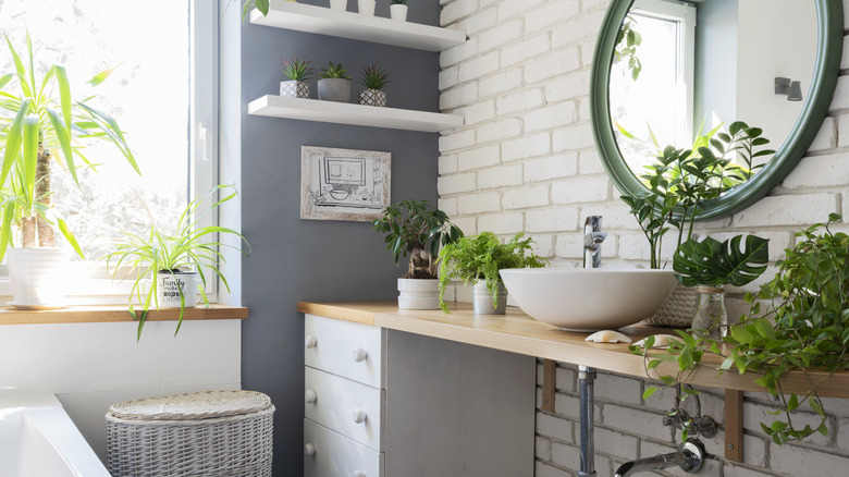 The unique vining succulent that's perfect for your humid kitchen or ...