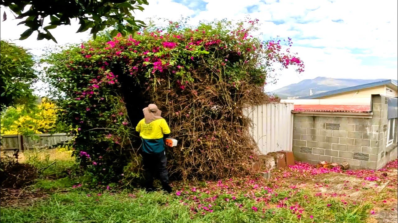 I removed the biggest bush