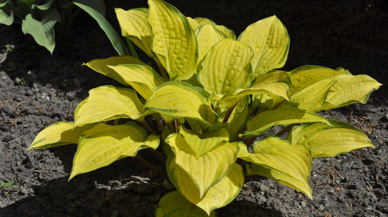 For the best growth, this is where you should be planting yellow hostas