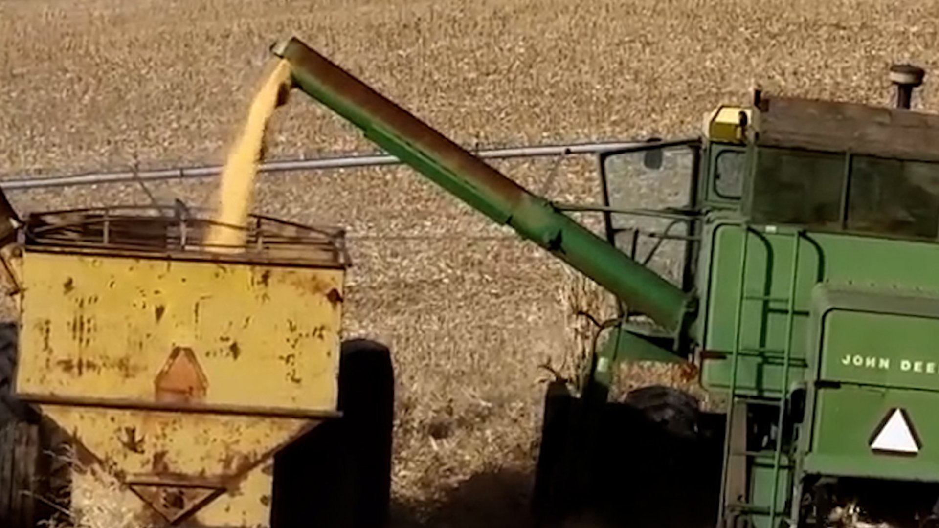 Helping harvest a neighbor's corn