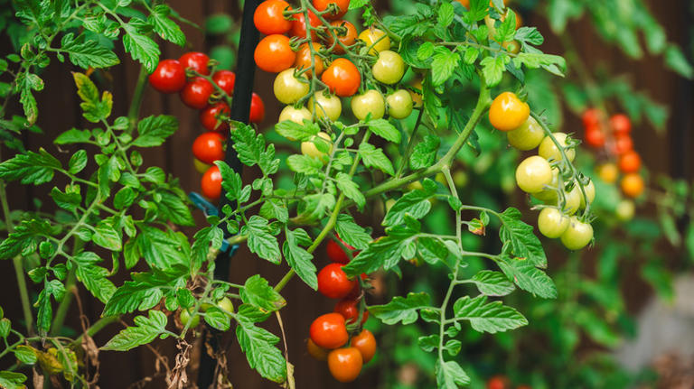 The best time of day to plant tomatoes might catch you off guard
