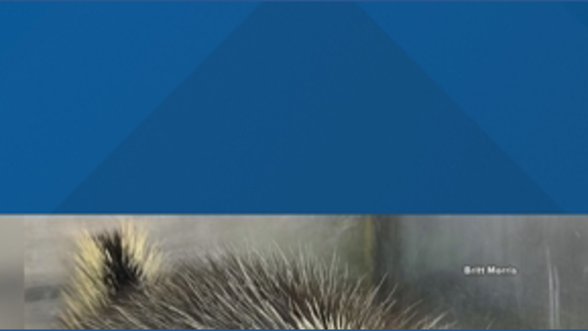 Wilbur the porcupine getting released today