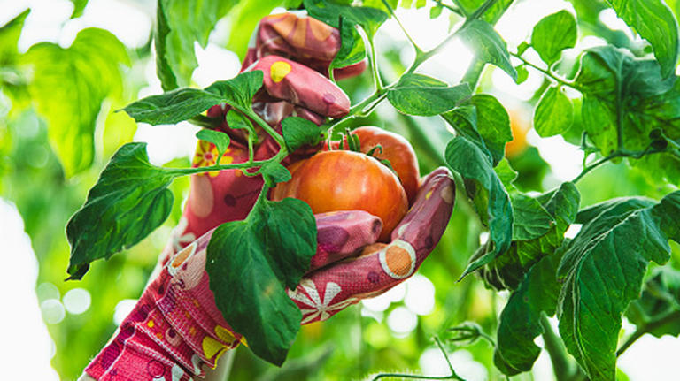 The best time of day to plant tomatoes might catch you off guard