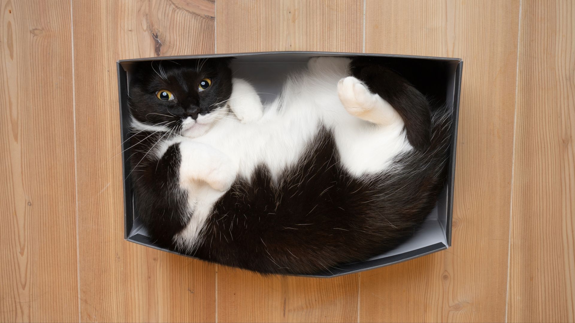 If I could be a cat for a day, here’s what I’d do (and I think you ...