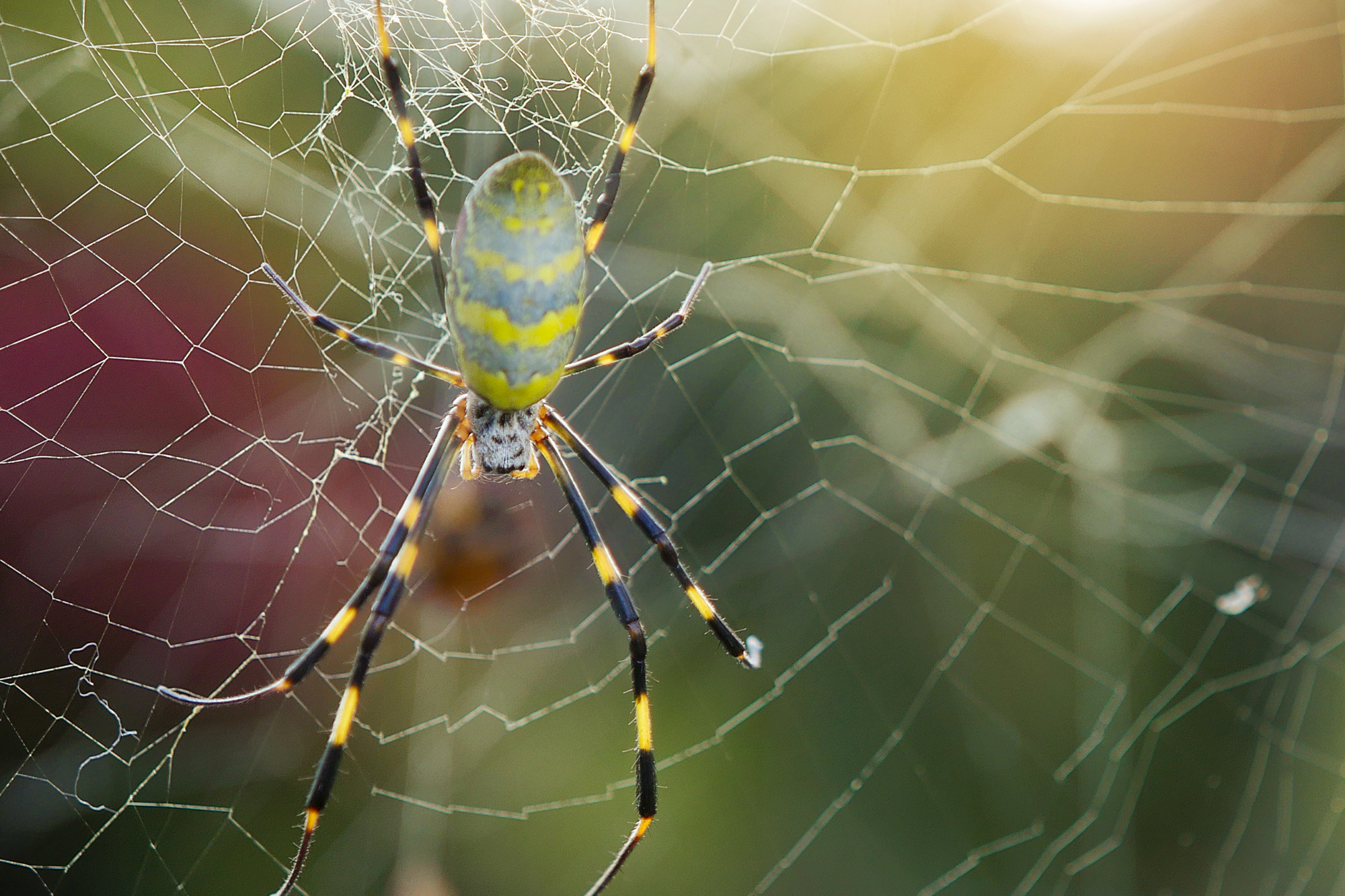 Spiders as large as your hand spark panic in SoCal as they spread ...