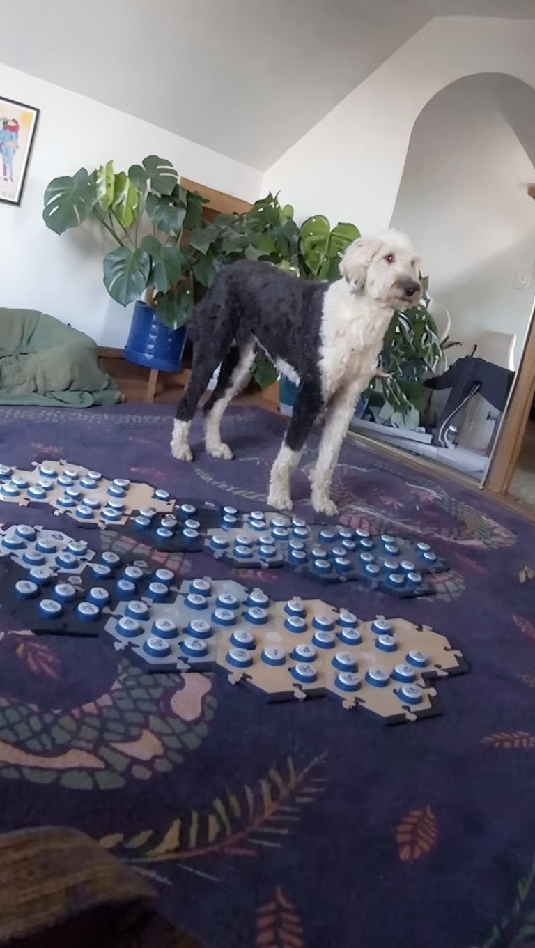 How Bunny the talking dog uses buttons to communicate