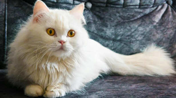 Does your cat love you or use you? Science answers