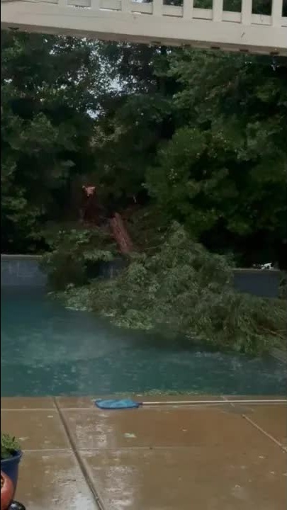 Tree crashes into swimming pool during storm in Orangevale