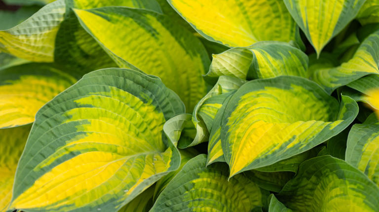 For the best growth, this is where you should be planting yellow hostas