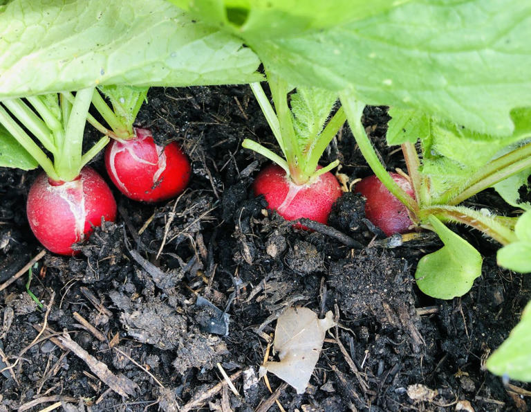 12 plants to grow with tomatoes for a bigger harvest