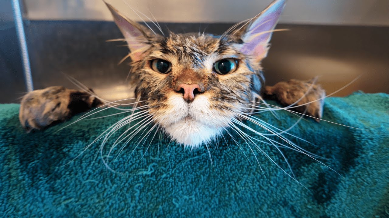 I want a Maine Coon like Kuma