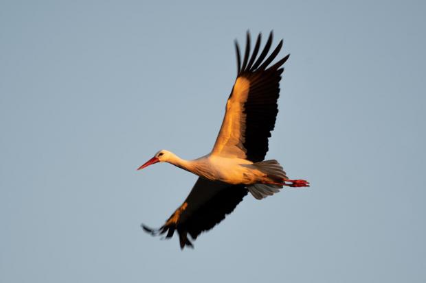 Rare bird in Sussex named one of the best wildlife wonders you can see ...