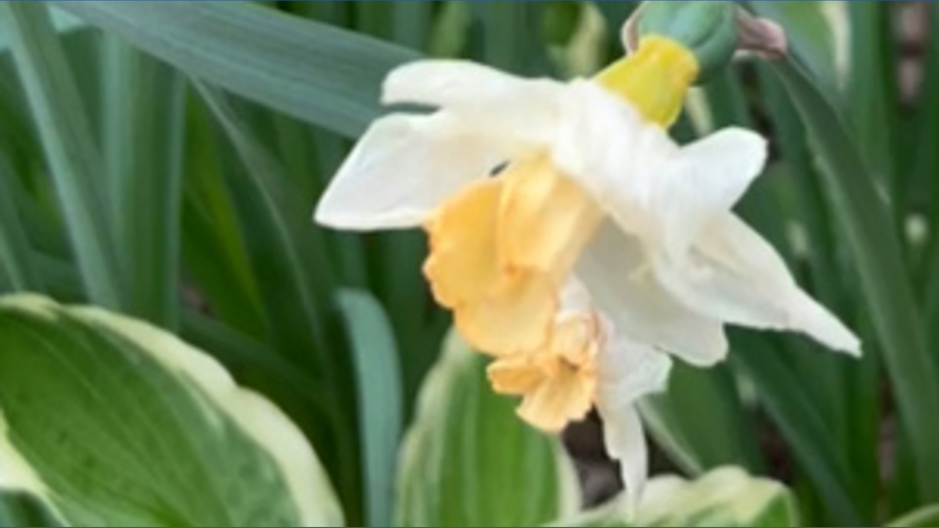 A simple spring garden tip: Don't cut daffodil leaves yet