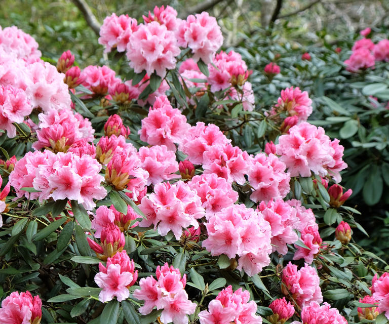 What to do with rhododendron in April – the simple spring tasks that ...