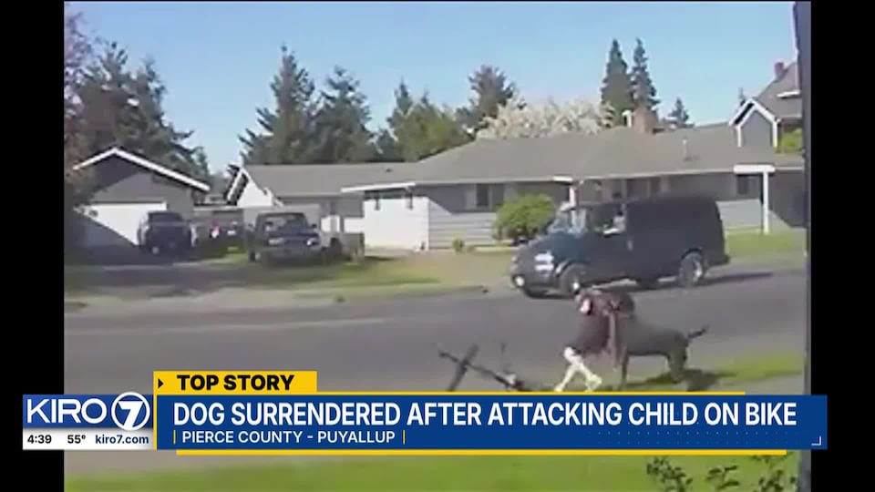 Video: Dog attacks child