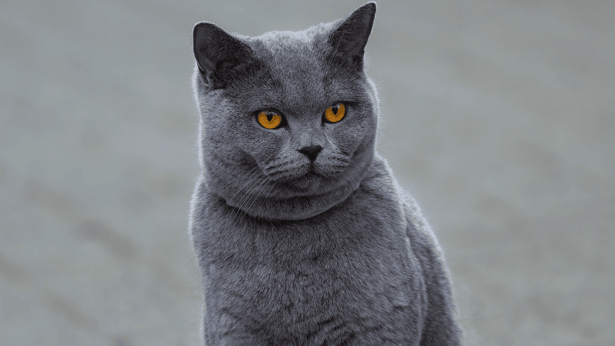 8 things your cat does before getting sick (key signs)