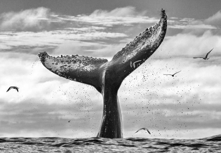 How wildlife photographer Chris Fallows captures the natural world