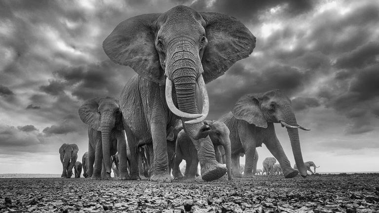 How wildlife photographer Chris Fallows captures the natural world