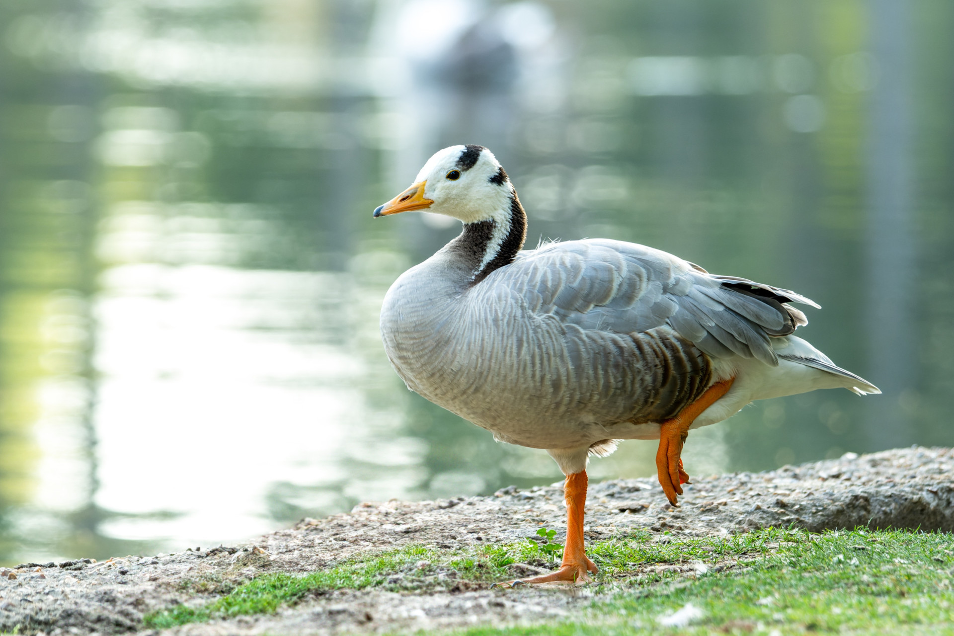 Global voyagers: The world's longest bird migrations