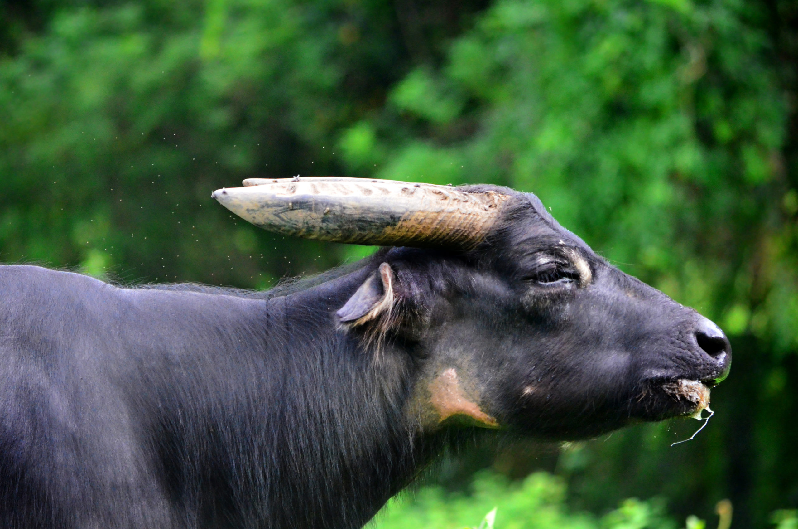 Annual tamaraw population count starts in Mindoro natural park