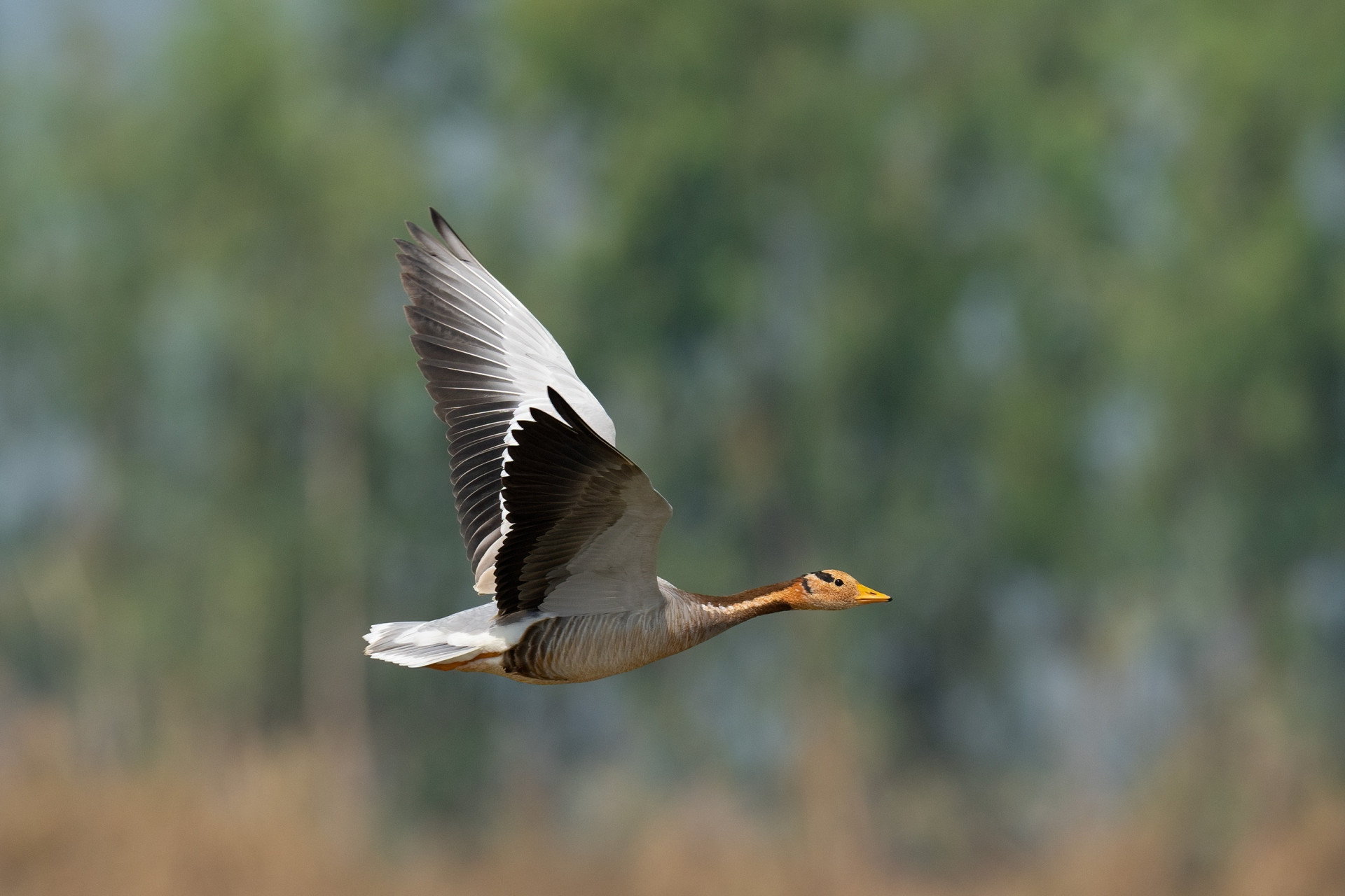 Global voyagers: The world's longest bird migrations