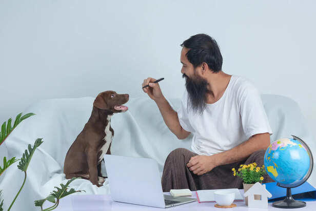 How to create a pet first aid kit at home