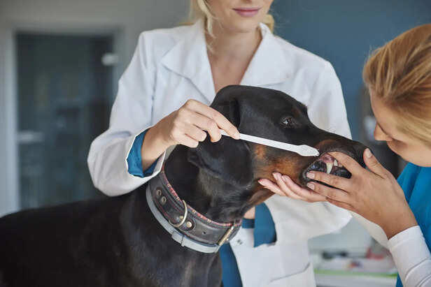 How to create a pet first aid kit at home