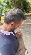 Baby monkey clings onto man and walks around temple in Cambodia