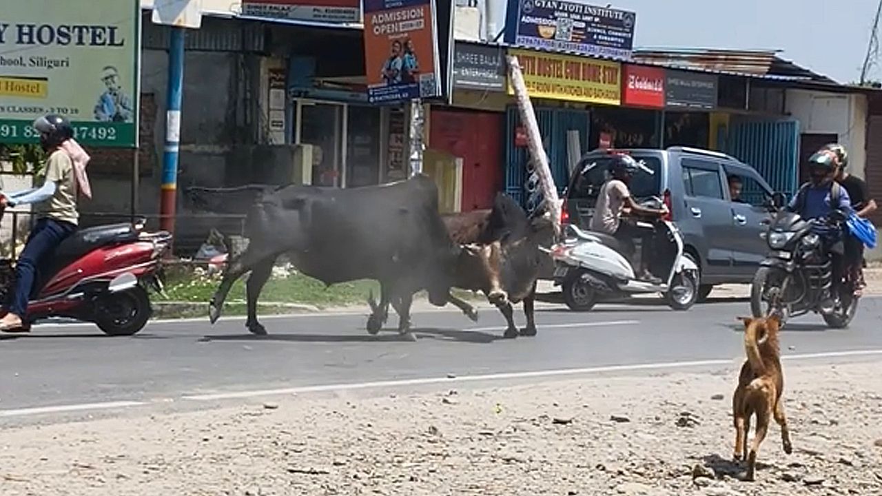 Fighting bulls disrupt traffic in India, motorists knocked off bike