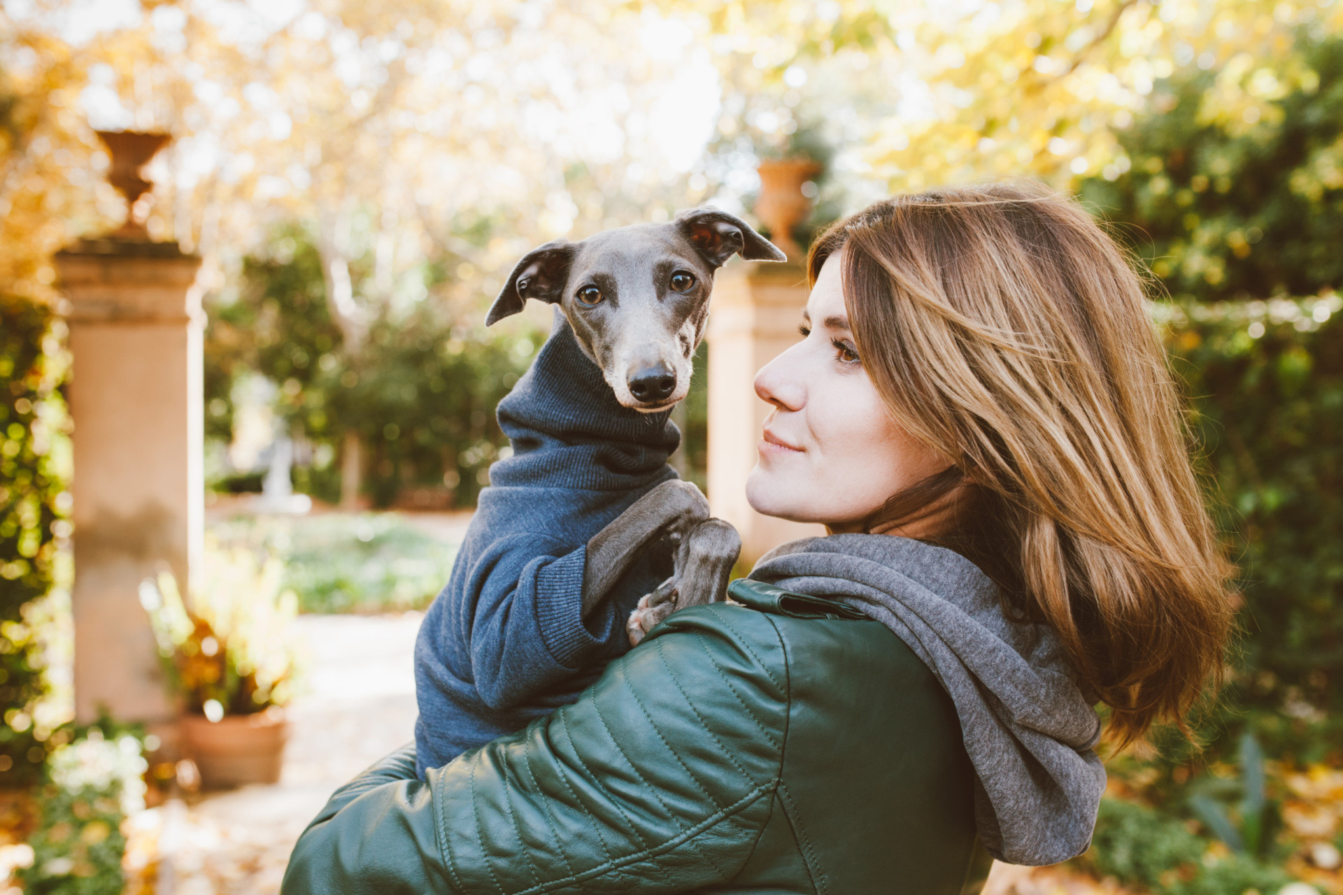 How different are these gray dog breeds?