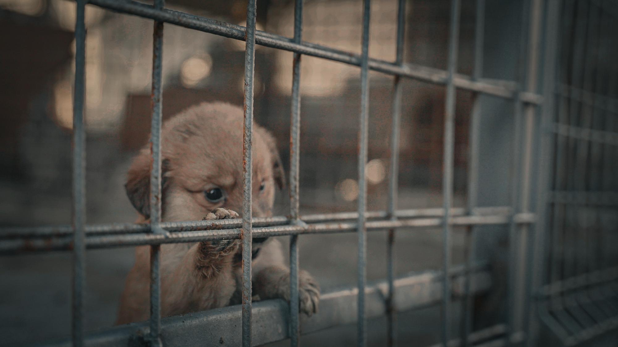Schock-Doku: "Die Hunde-Mafia: How To Kill a Puppy & Get Rich"