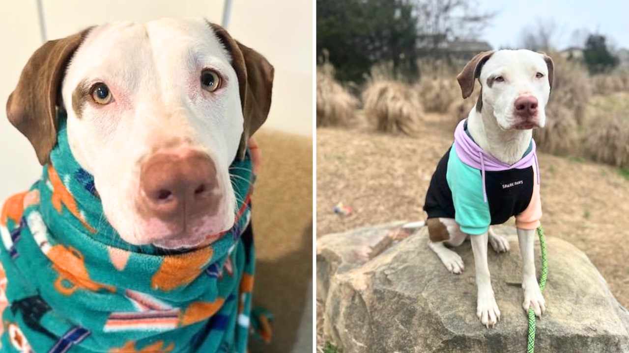 Young pup who was surrendered as a baby has been waiting years to find ...