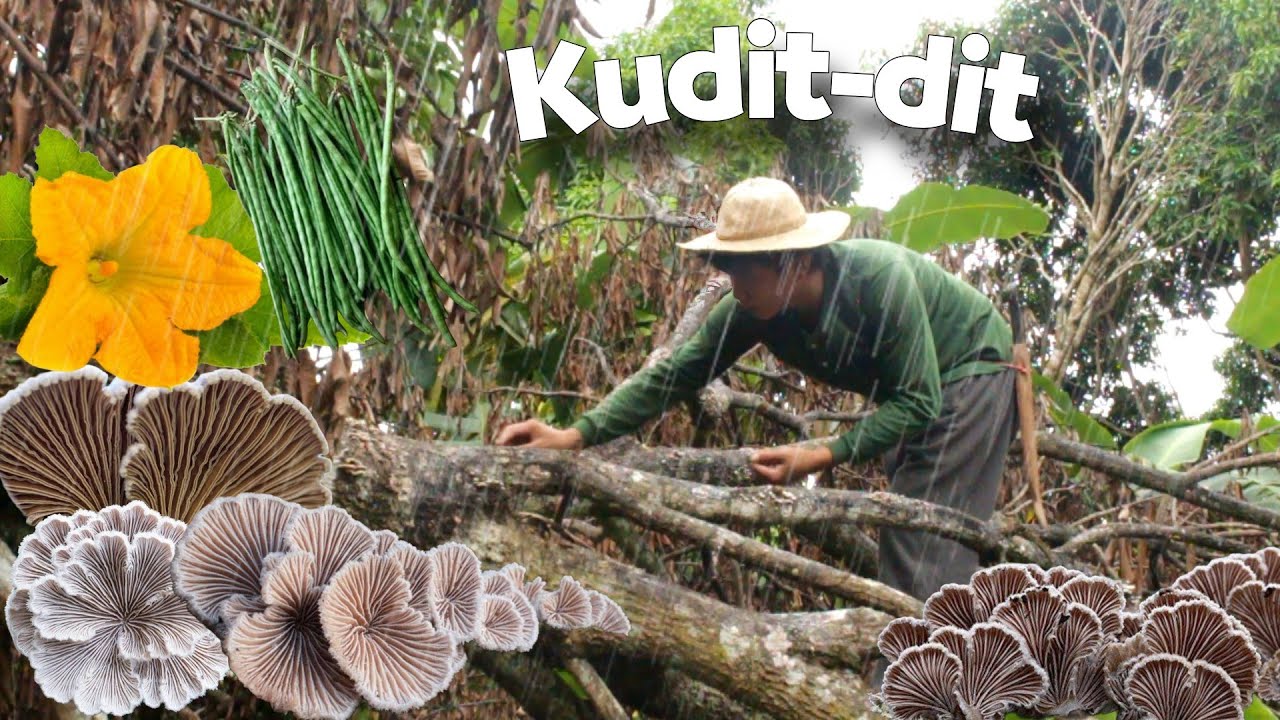 What makes Kudet Kuditdit so unique