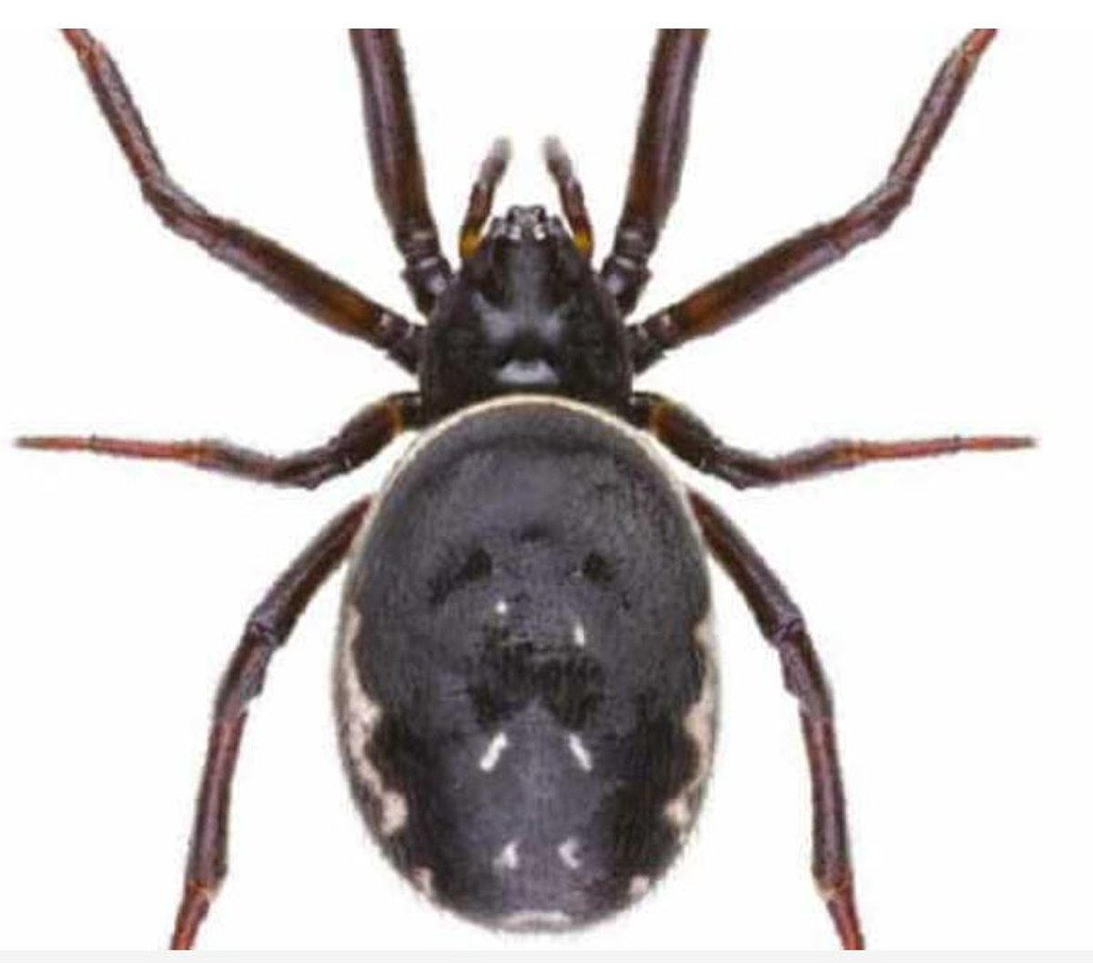'Most dangerous UK spider' found in gardens of Buckingham Palace
