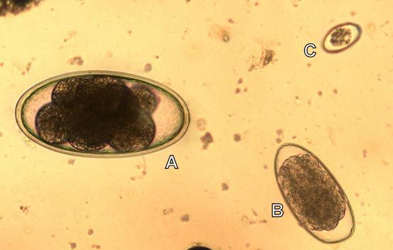 AFBI issues Nematodirus warning – spring 2026