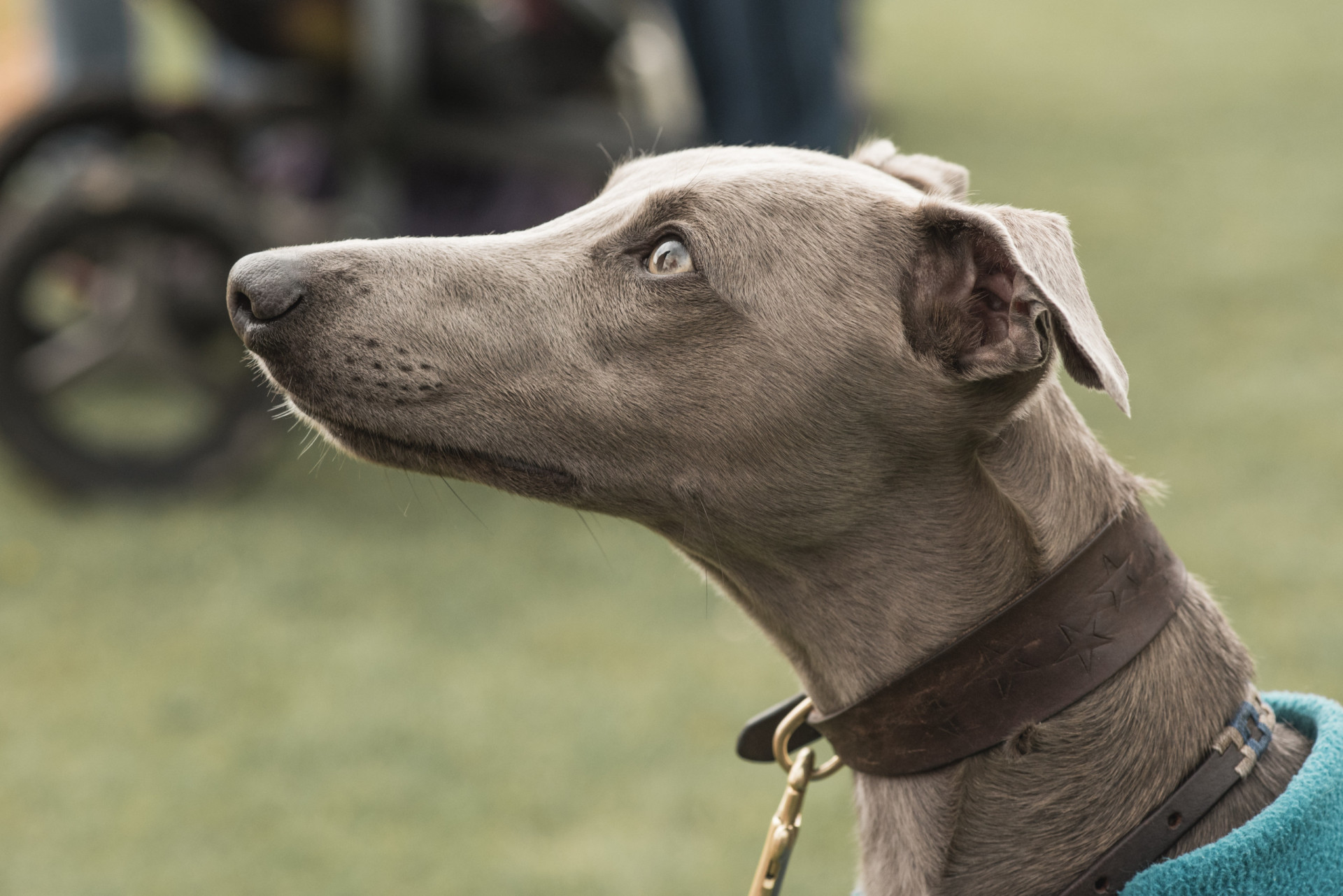 How different are these gray dog breeds?