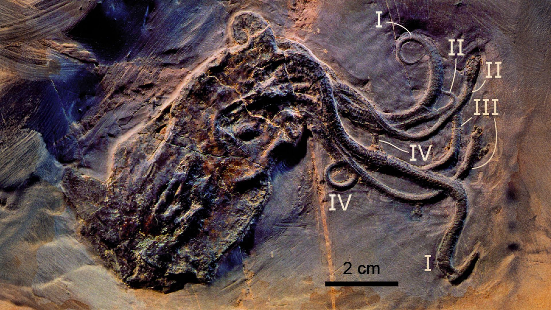 Scientists Scanned A 165-Million-Year-Old Octopus Fossil And Found ...