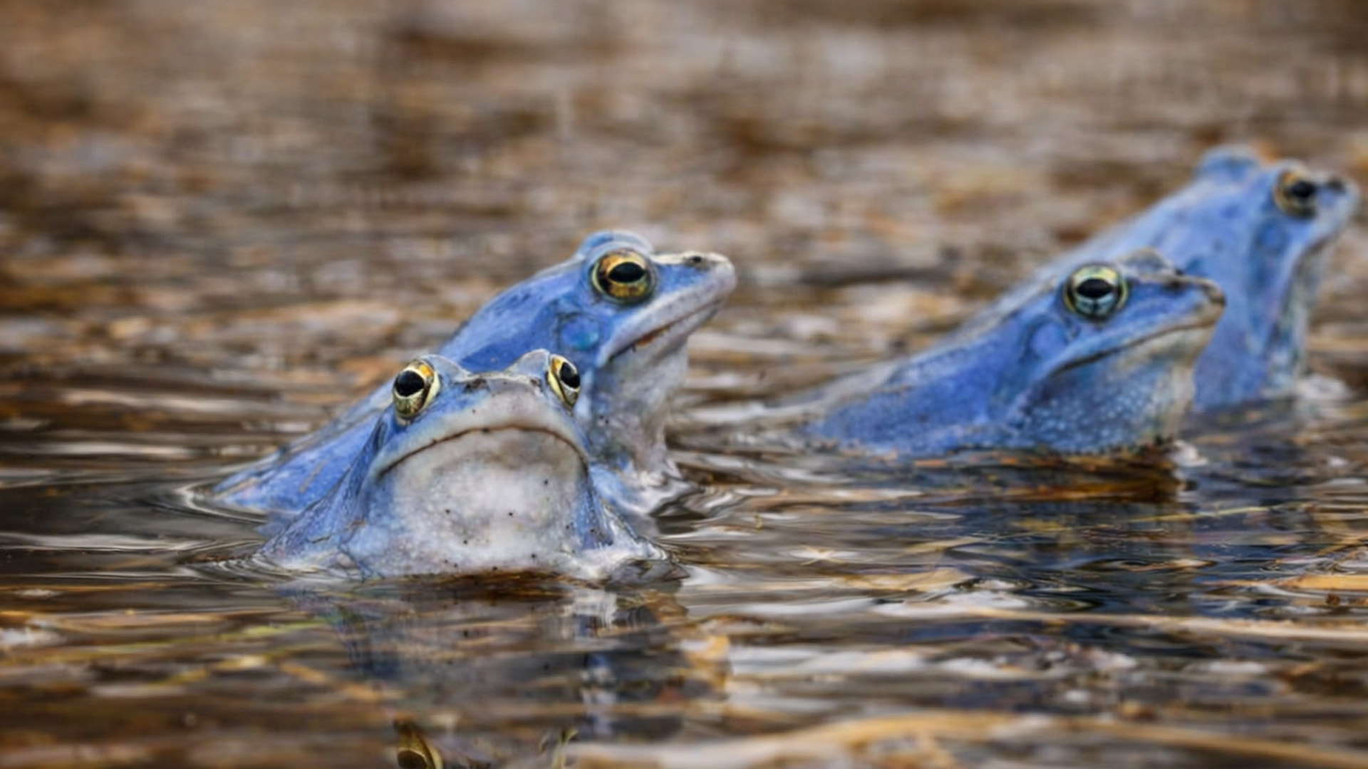 Etwas tauchte aus diesem Teich auf – eine Wildkamera hat es eingefangen
