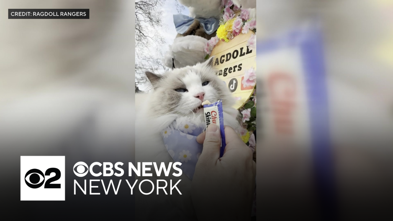 Pet owners put on a show at NYC's 2nd annual cat parade