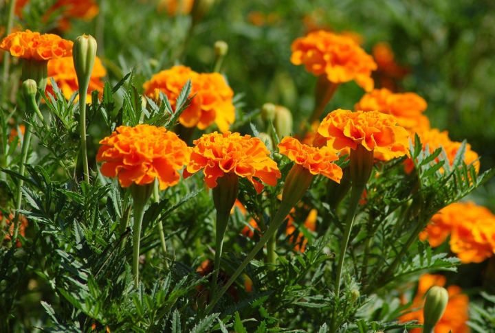 Top 20 flowers to grow in pots and planters