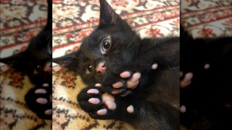 Please enjoy these pics of perfectly pink kitty toe beans